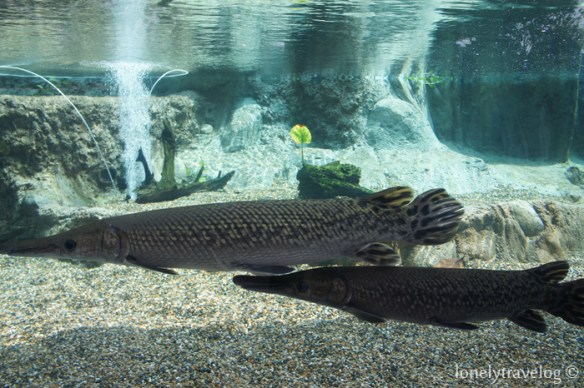 The World’s River Safari – Lonely Travelog